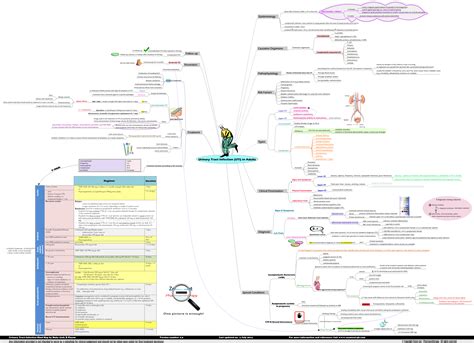 Urinary System Concept Map