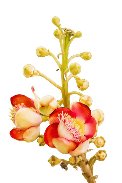 Gambar Meriam Tradisional Png Vektor Psd Dan Clipart Dengan Background Transparan Untuk