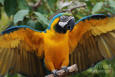 Parrot Wings Spread