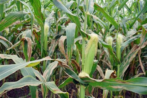 Plant Disease Corn Leaf Blight From Fungus Stock Image Image Of