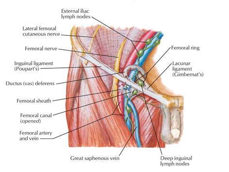 Gluteal Region Anatomy