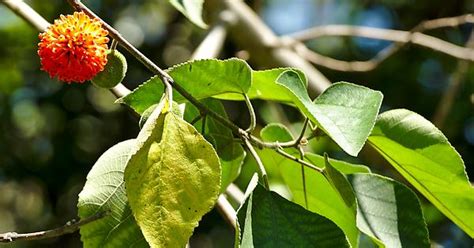 Orange Ball Tree Buddleja Globosa 4428x4069 Album On Imgur