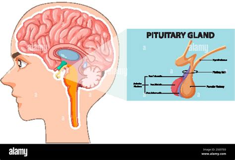 Infundibulum Connects The Pituitary Gland