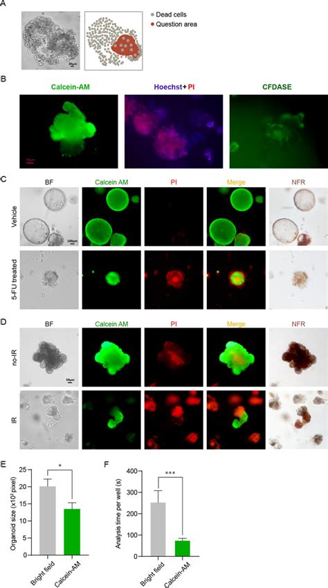 Assay Establishment And Validation Of A High Throughput Organoid Based