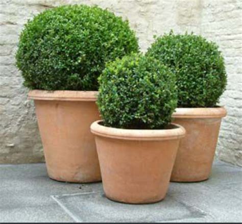 Šimšir Buxus Pušpan Sadnice