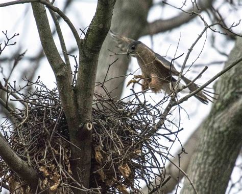 Coopers Hawk Nesting Questions Outside My Window