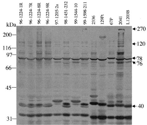 Antigenic Profile With Western Blot Testing Of The Isolates After