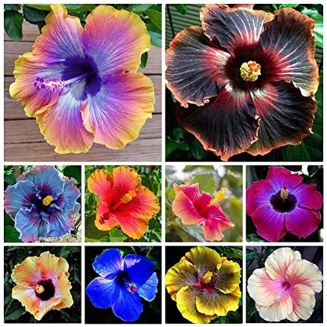 Landscaping With Hibiscus For A Unique Tropical Look
