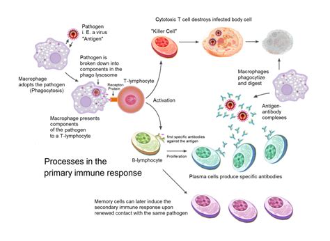 Immune System Physiopedia