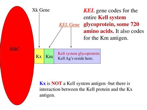 What Is Kell Antigen In Pregnancy At Hayden Champ Blog