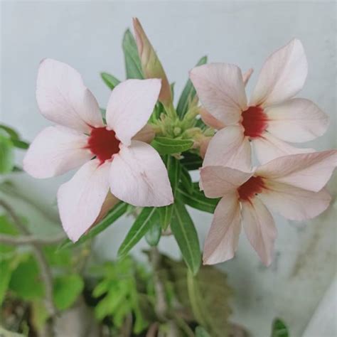 Produk Deelestari Shopee Indonesia