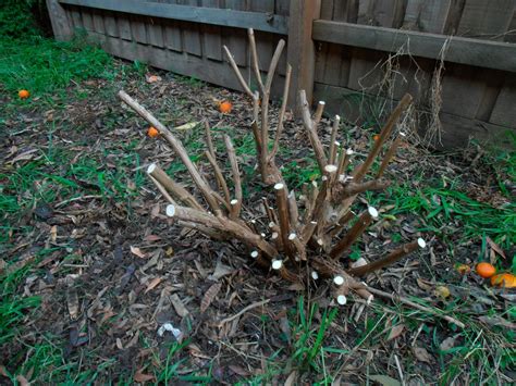Tracy Asteraceae My First Hydrangea Pruning