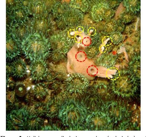 Figure 2 From Screening For Cultivable Species Of Marine Sponges