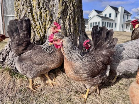 Cream Legbar Chickens My Favorite Blue Egg Layers City Life To Farm Life