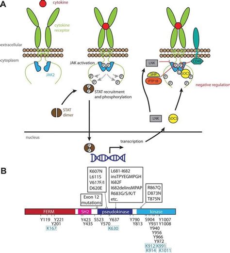 Janus Kinase Alchetron The Free Social Encyclopedia