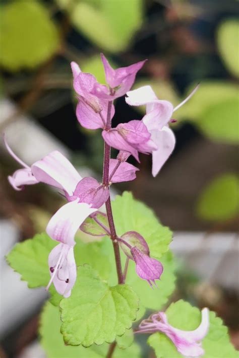 秋のむらさき あかしあ通信