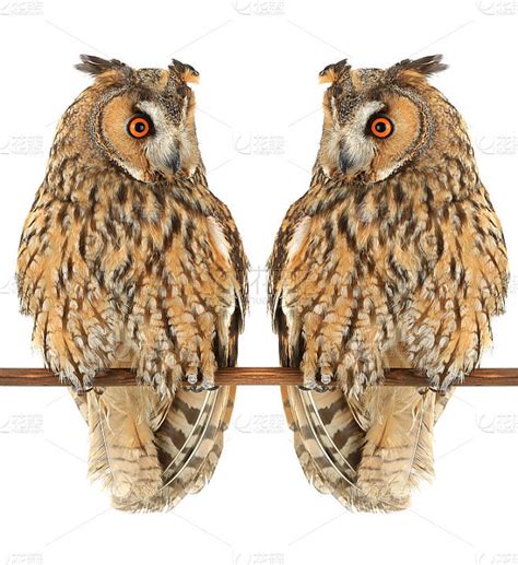 两个猫头鹰