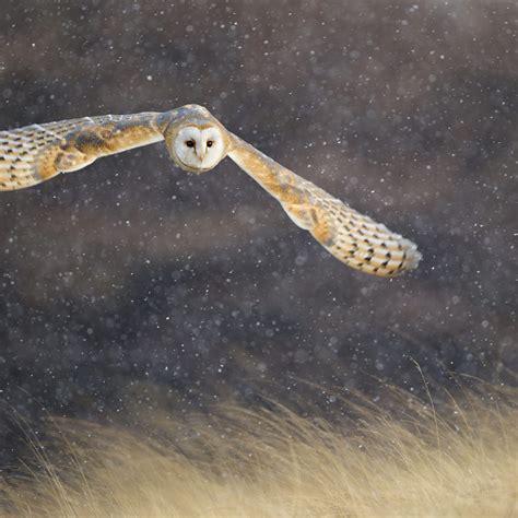 Barn Owls In Flight At Night