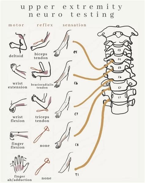 Examination Of Upper Limb Motor Sensory And Reflexes Mohamed Hussein