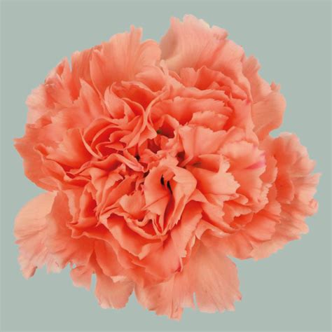 Orange Flowers All Occasions Wholesale