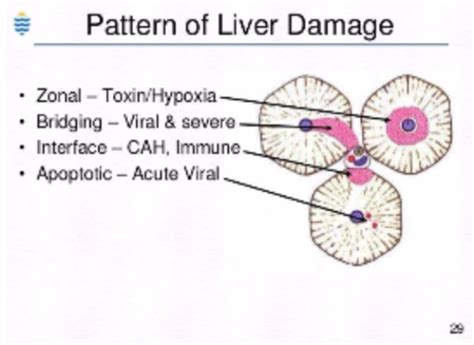 Liver Patho 1 And 2 Flashcards Quizlet