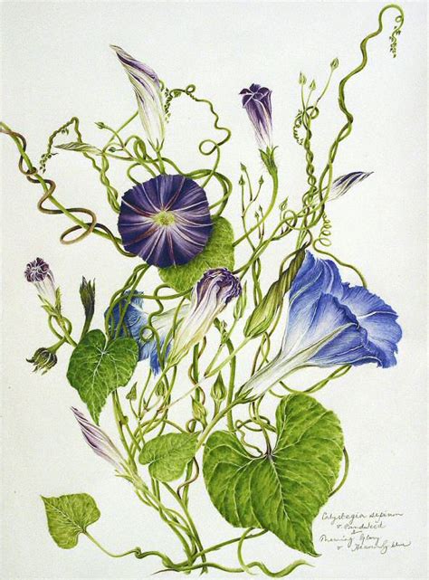 Ipomoea Botanix