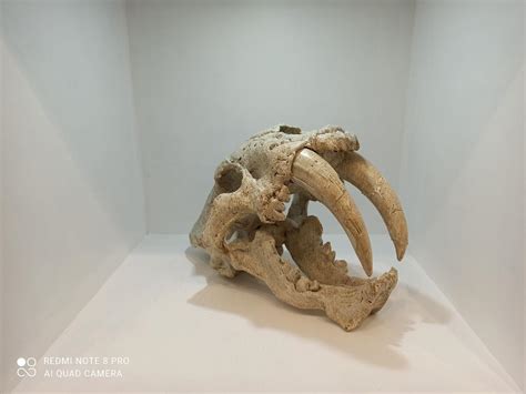 Šavlozubý Tygr Lebka 11 Kopie Fosilie Smilodon Fatalis Aukro