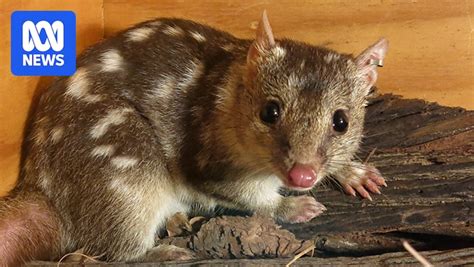 Sex Life Of Northern Quolls Reproduction Rituals On Groote Eylandt