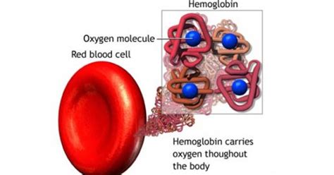 Hemoglobin Hem I Globin Zdravlje