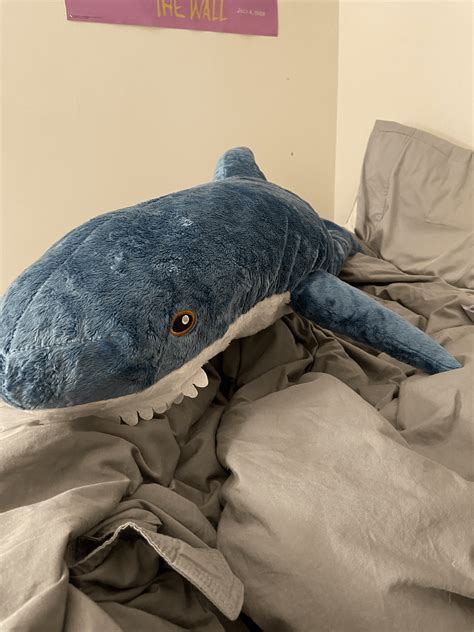 My Blahaj arrived from Japan!!!!!!!!!!!!!!!!!! His teeth are a little wonky from coming overseas ...