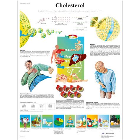 Cholesterol Chart Sem Trainers