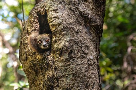 Premium Photo Night Lemur