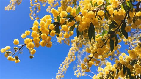 Flowers Date Tree Stock Illustration Illustration Of Palm 369104140 Flowers Date Tree Stock Illustration Illustration Of Palm 369104140