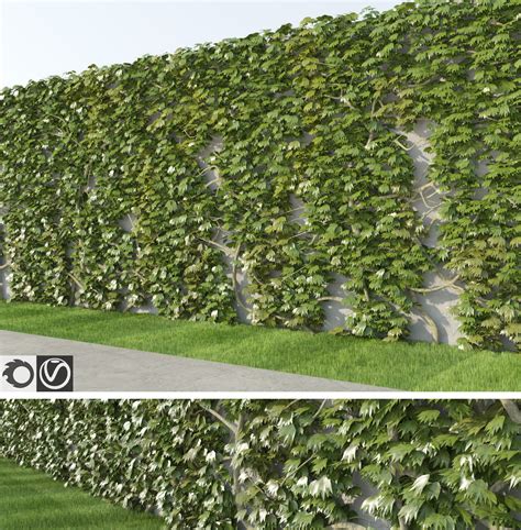 Ivy Free 3d Model Max Free3d