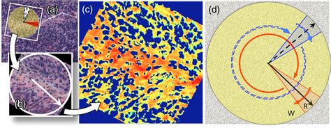Spatial Frequency Analysis Of Anisotropic Drug Transport In Tumor Samples