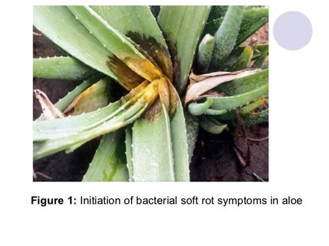Aloe Vera Plant Rotting Leaves At Lloyd Sutton Blog