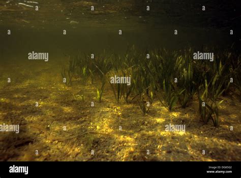 Underwater View Of Turtle Grass On The Seagrass Flats Near Port Aransas