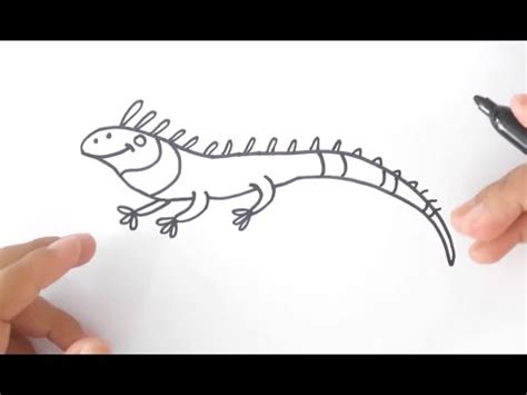 ¿cómo Dibujar Una Iguana Dibujo De Una Iguana Escuela De Dibujo
