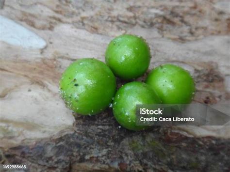 Insects Aphid Tobacco Whitefly Exoskeleton Molting Or Ecdysis On The
