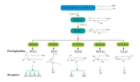Advances In Pgd2 Ptgdr2 Signaling Pathway In Tumors A Review