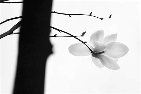 목련에서 어머니가 보인다 여섯 해 봄 지용철 작가가 찍은 목련