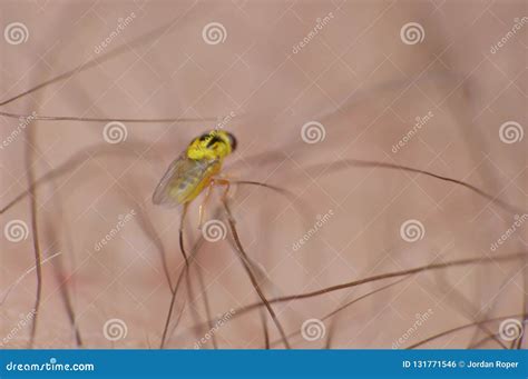 Macro Close Up Detailed Shot Of A Tiny Yellow Fly Thaumatomyia Frit Flies Or Grass Flies