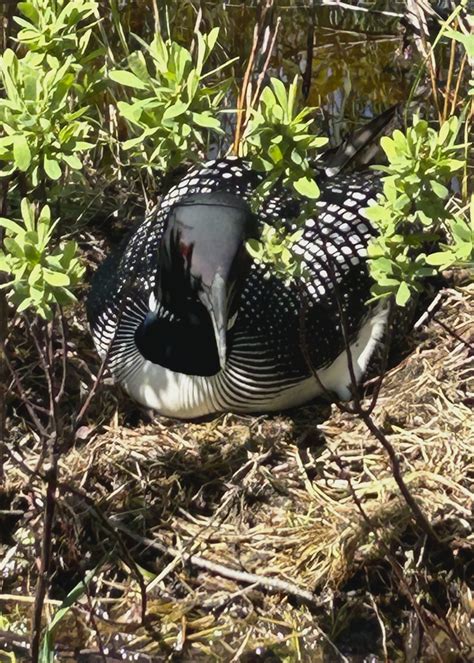Loon Nest Live Camera 2024 Vermilion Lake Association