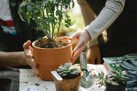 Services et boutiques – Jardineries Botanix