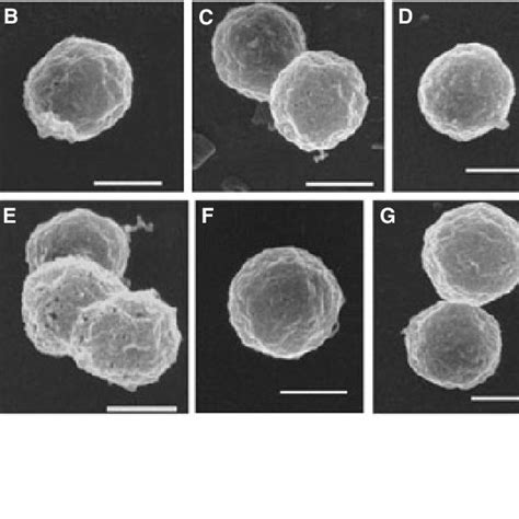 Scanning Electron Micrographs Of Rods A And Spheres Bh Of