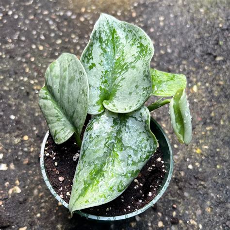 The 5 Most Common Scindapsus Varieties You Might Not Know About