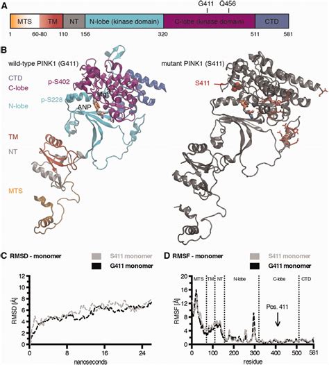 Structural Models For Wild Type And P G411s Mutant Forms Of Human