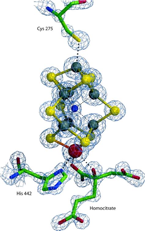 The Structure Of The Femo Cofactor Of The Azotobacter Vinelandii