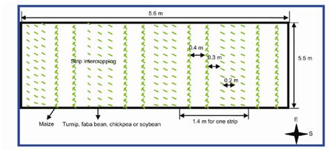 Diagram Of Strip Intercropping Field Experiment Download Scientific
