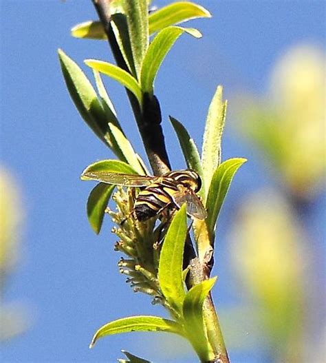 Syrphid Fly Bugguidenet